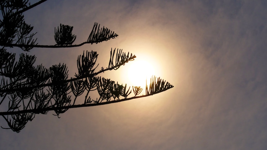Total fire ban declared for parts of Victoria and SA as heatwave begins
