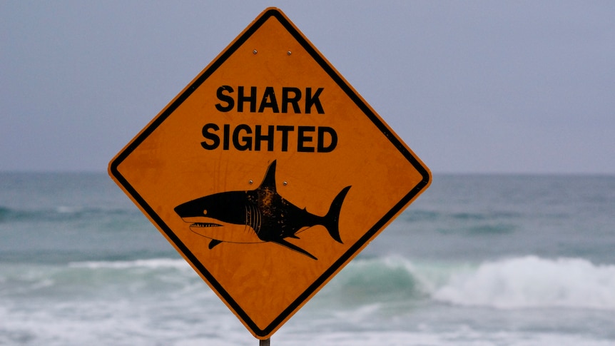 Shark expert says it's a 'terrible idea' to swim in Sydney Harbour ...